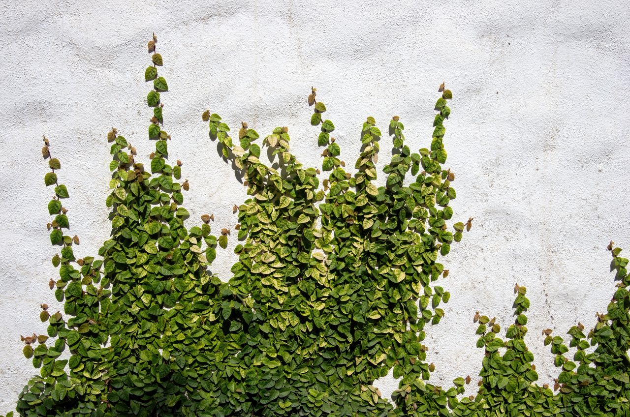 Drought-Tolerant Climbing Vines — 7 Plants That Thrive in Summer ...