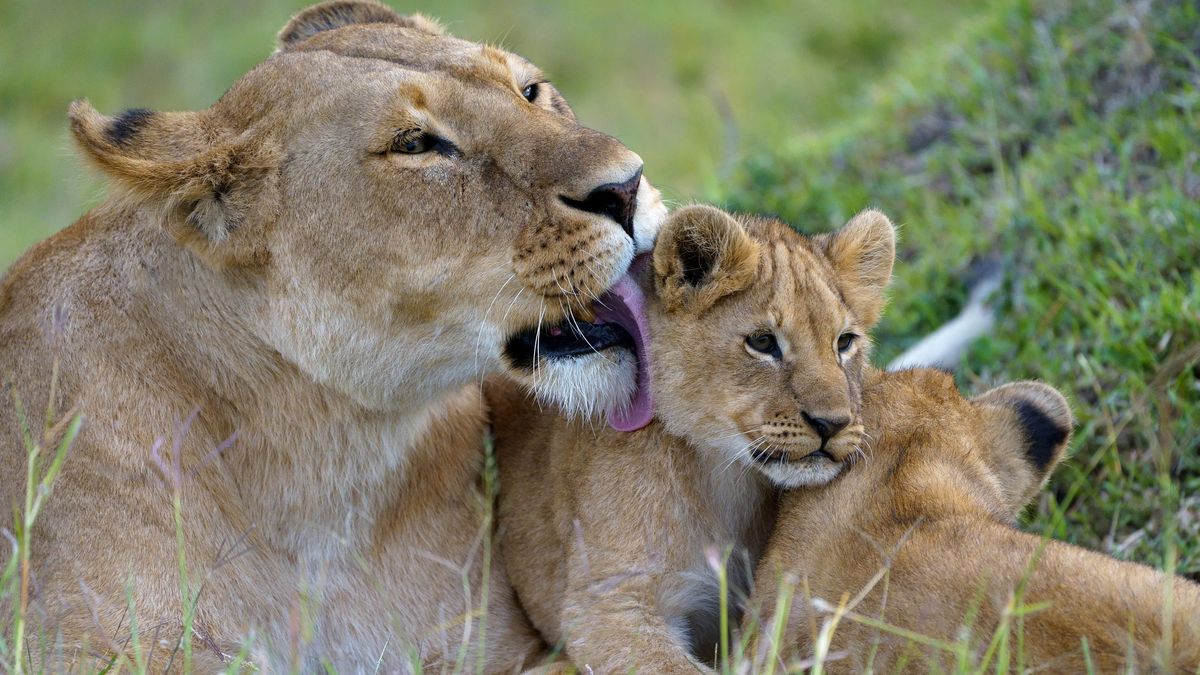 20 amazing animal tongues | Live Science