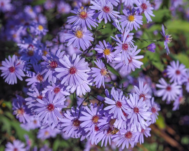 Blue Wood Aster: A Complete Guide | Gardening Know How