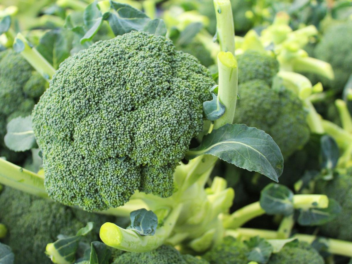 Belstar Broccoli Info – Learn About Growing Belstar Broccoli Plants ...