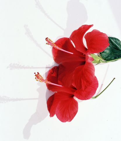 Edible flowers: the definitive guide | Wallpaper*