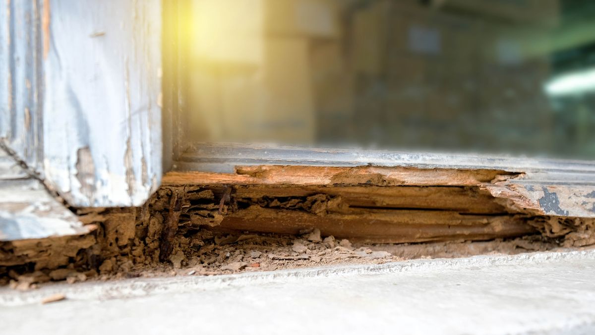 7 telltale signs you have termites in your home | Tom's Guide