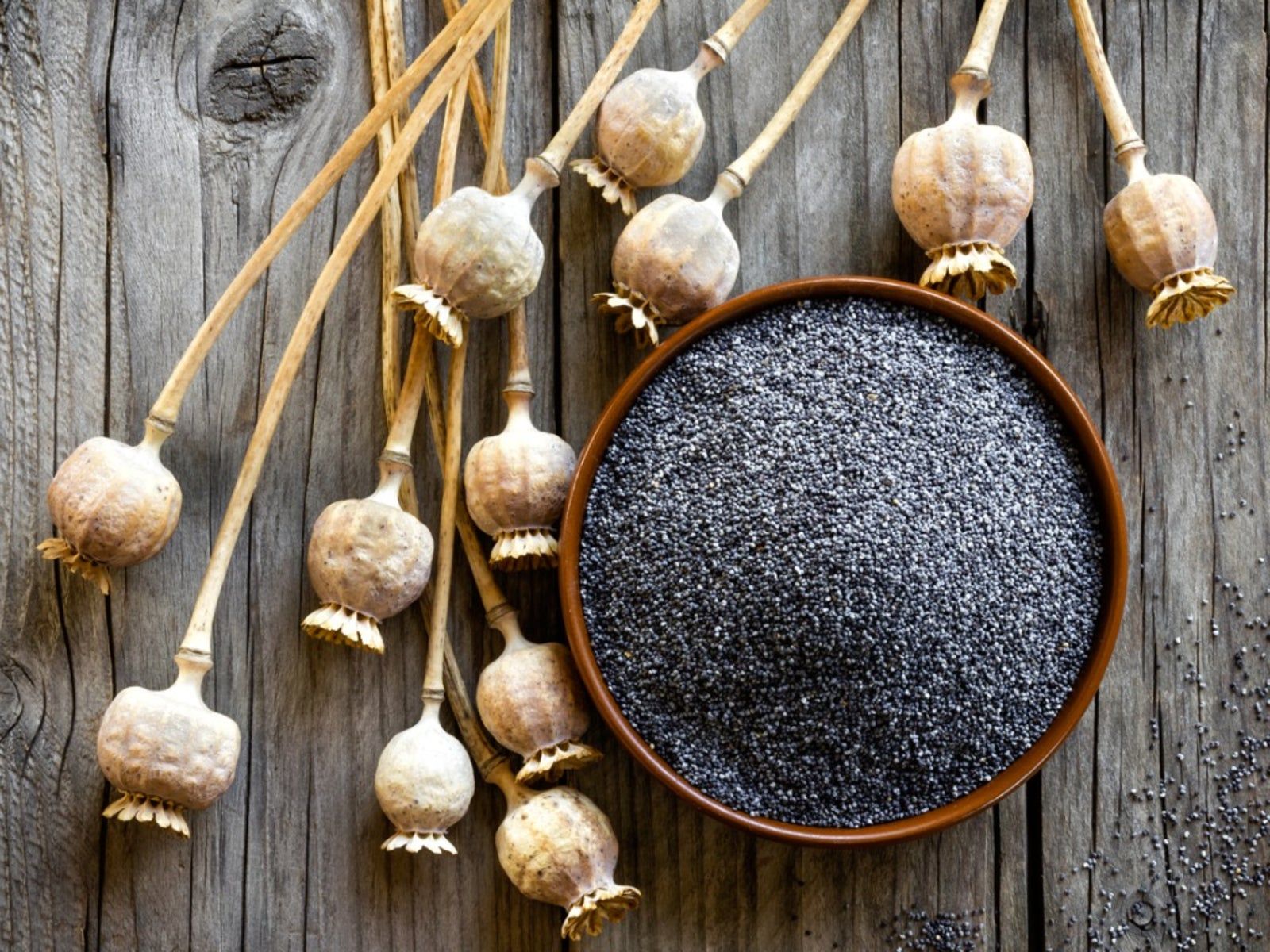 Seed Harvesting - How To Collect Flower Seeds In The Garden | Gardening ...