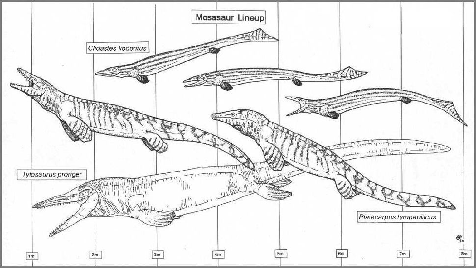 T-Rex of the Seas: A Mosasaur Gallery | Live Science