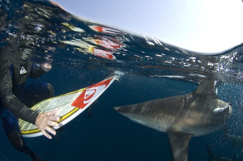 In Photos: Seeing Sharks Up Close | Live Science