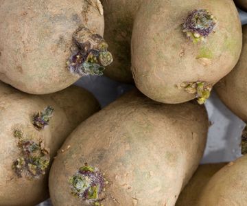 Chitting potatoes: how and why to complete this simple task | Homes and ...