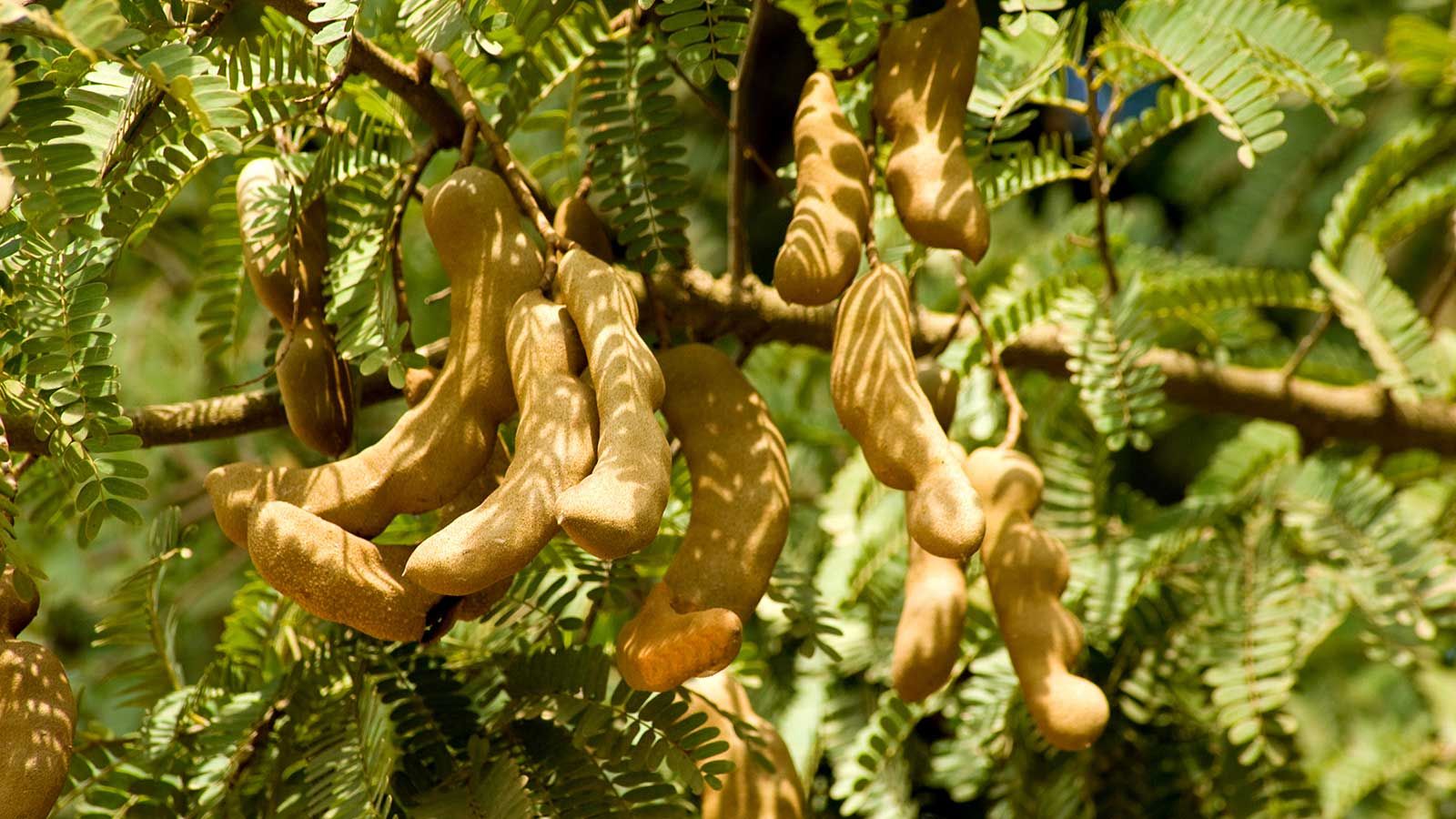 How to grow tamarind from seed: expert tips | Homes and Gardens