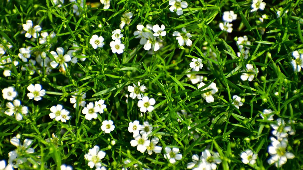 What is an Irish moss lawn and how do you care for one? | Homebuilding