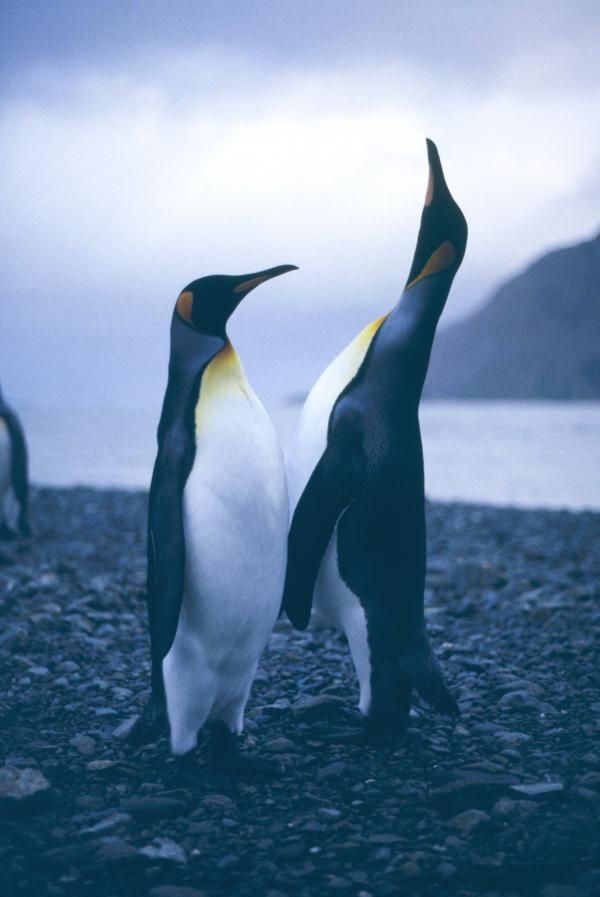 Photos of Flightless Birds: All 18 Penguin Species | Live Science