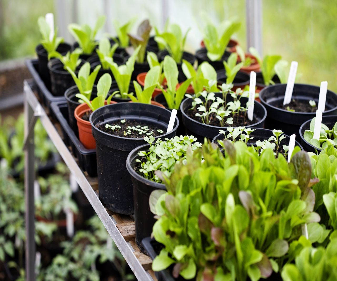 How to prepare for seed sowing: 7 game changing tips to try | Homes and ...