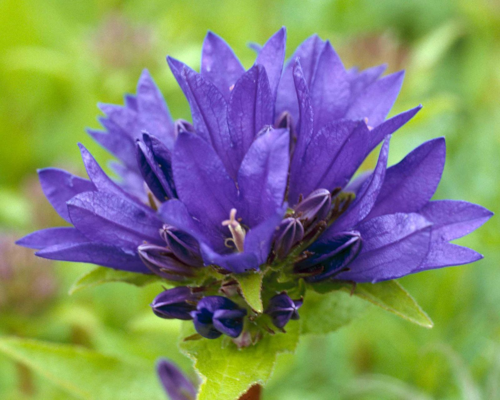 Campanula varieties: 15 top choices | Gardeningetc
