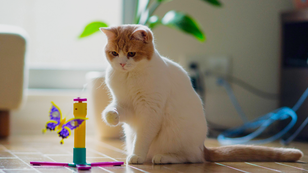 The 6 best automated cat toys, tested and approved by real pet parents ...