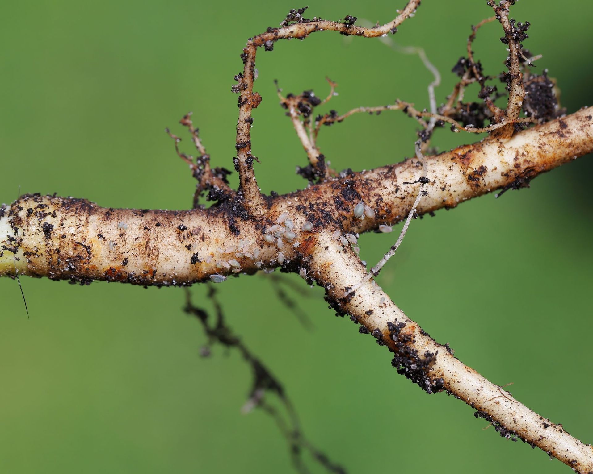 How to identify and get rid of root aphids quickly | Homes and Gardens
