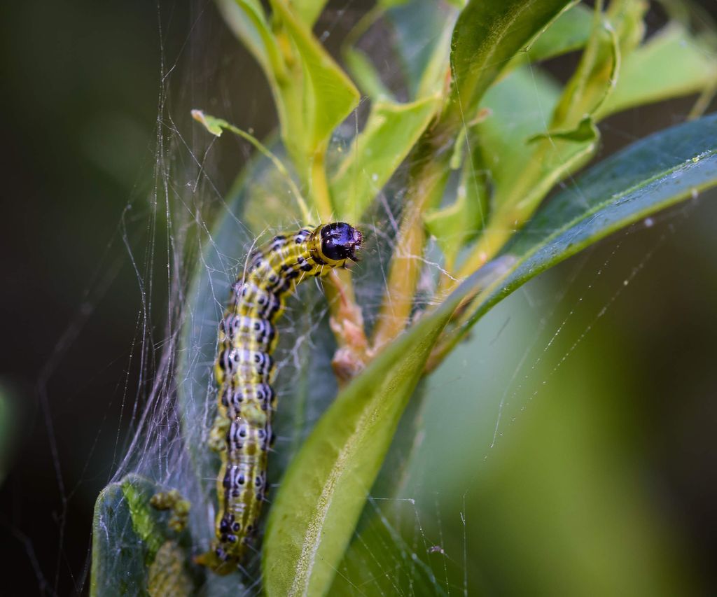What is a box tree moth? Discover the damage they can cause | Homes and ...
