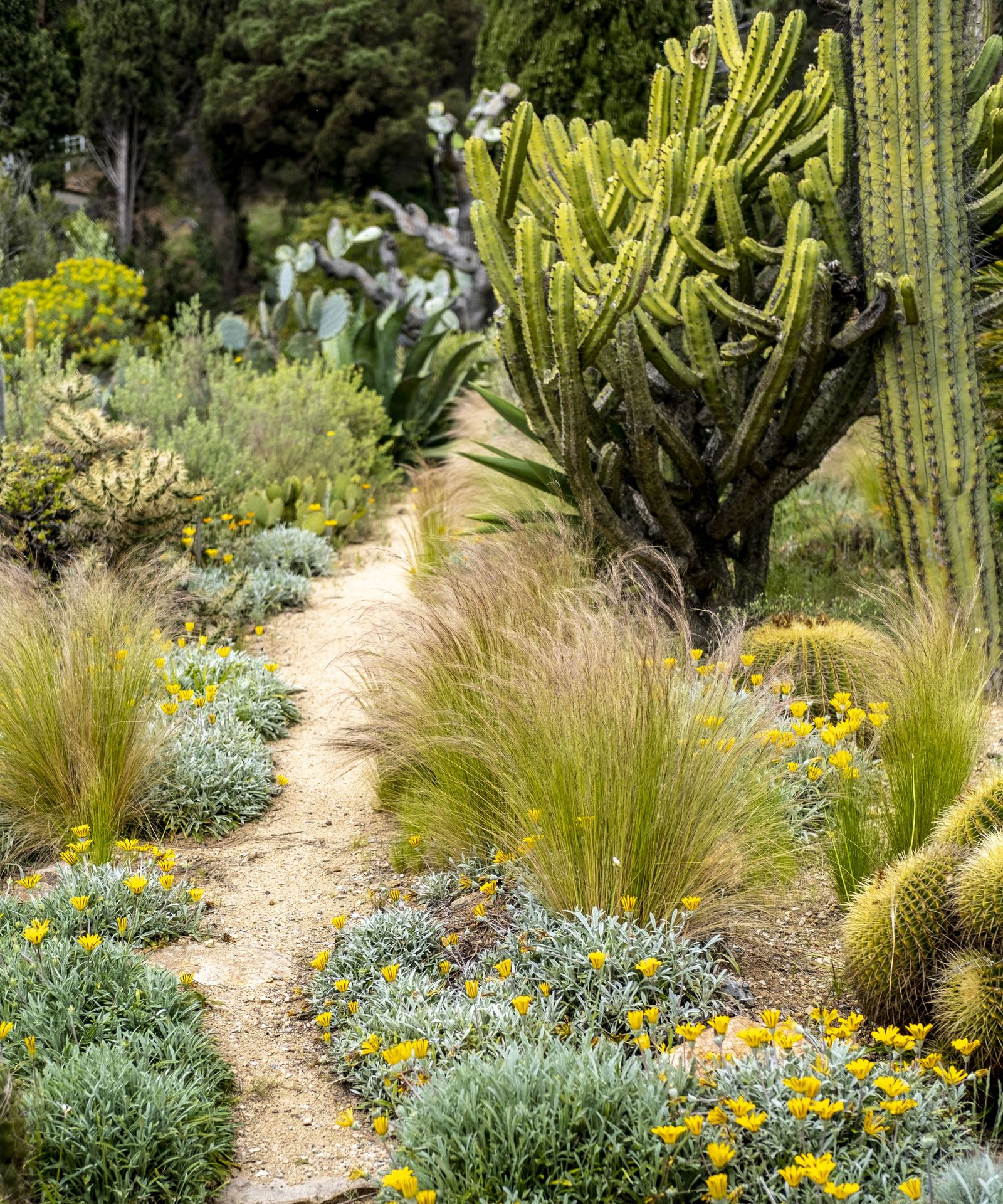 Xeriscaping: how to use this landscaping method in your yard | Homes ...