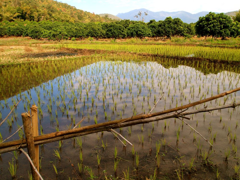 Ancient Siam: A Trip Through Thailand's Past | Live Science