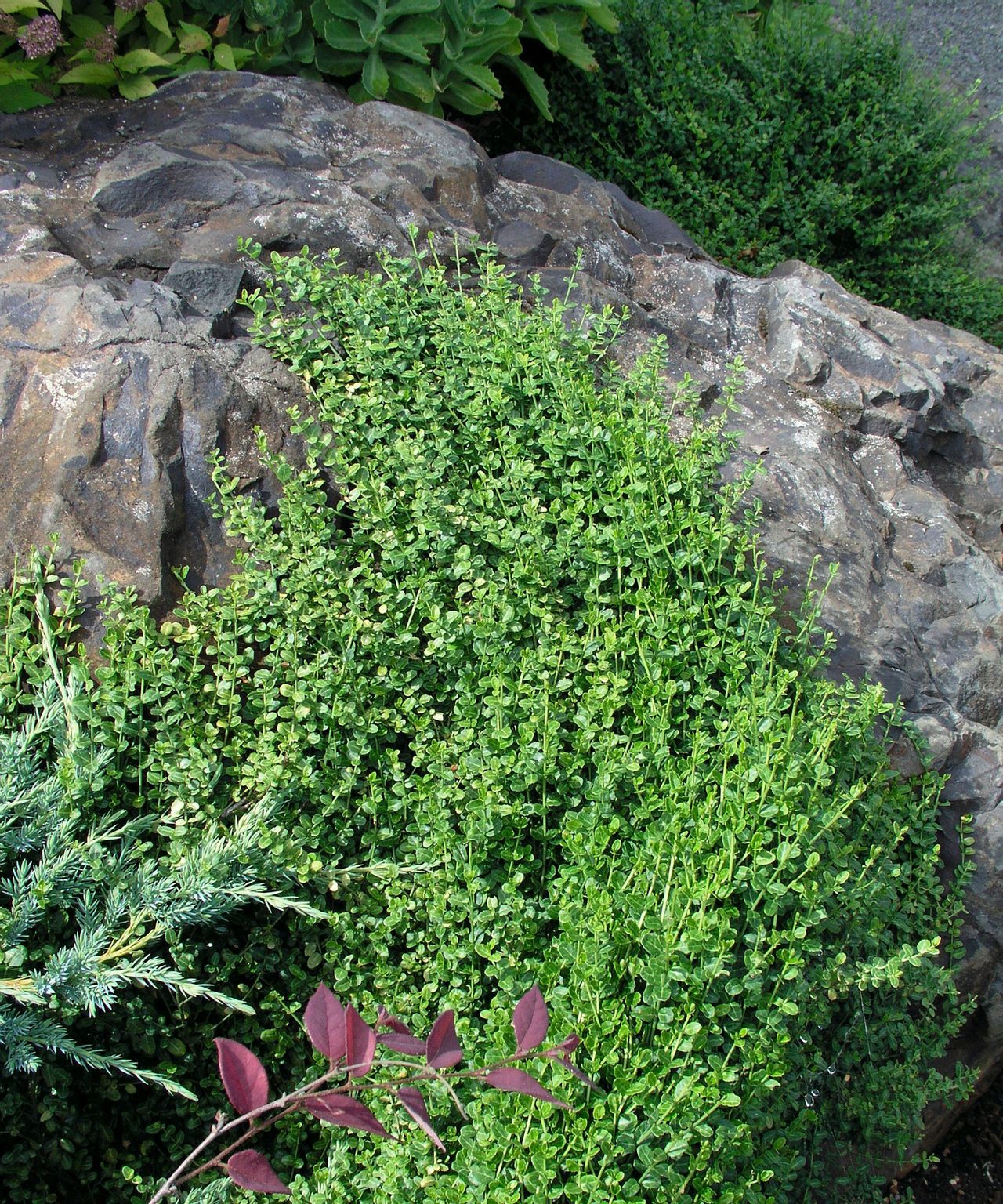 10 of the best euonymus varieties for your yard | Homes and Gardens
