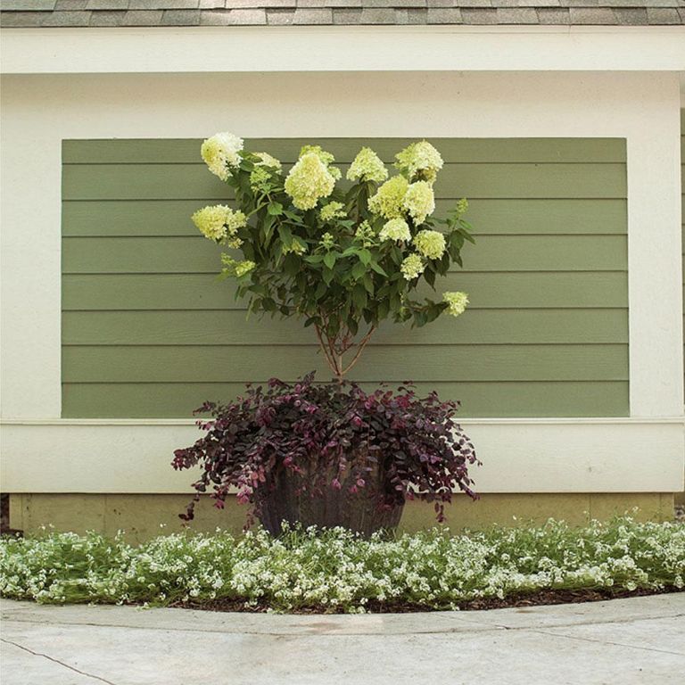 11 of the Best "Dwarf Trees" — Perfect for Small Backyards | Livingetc