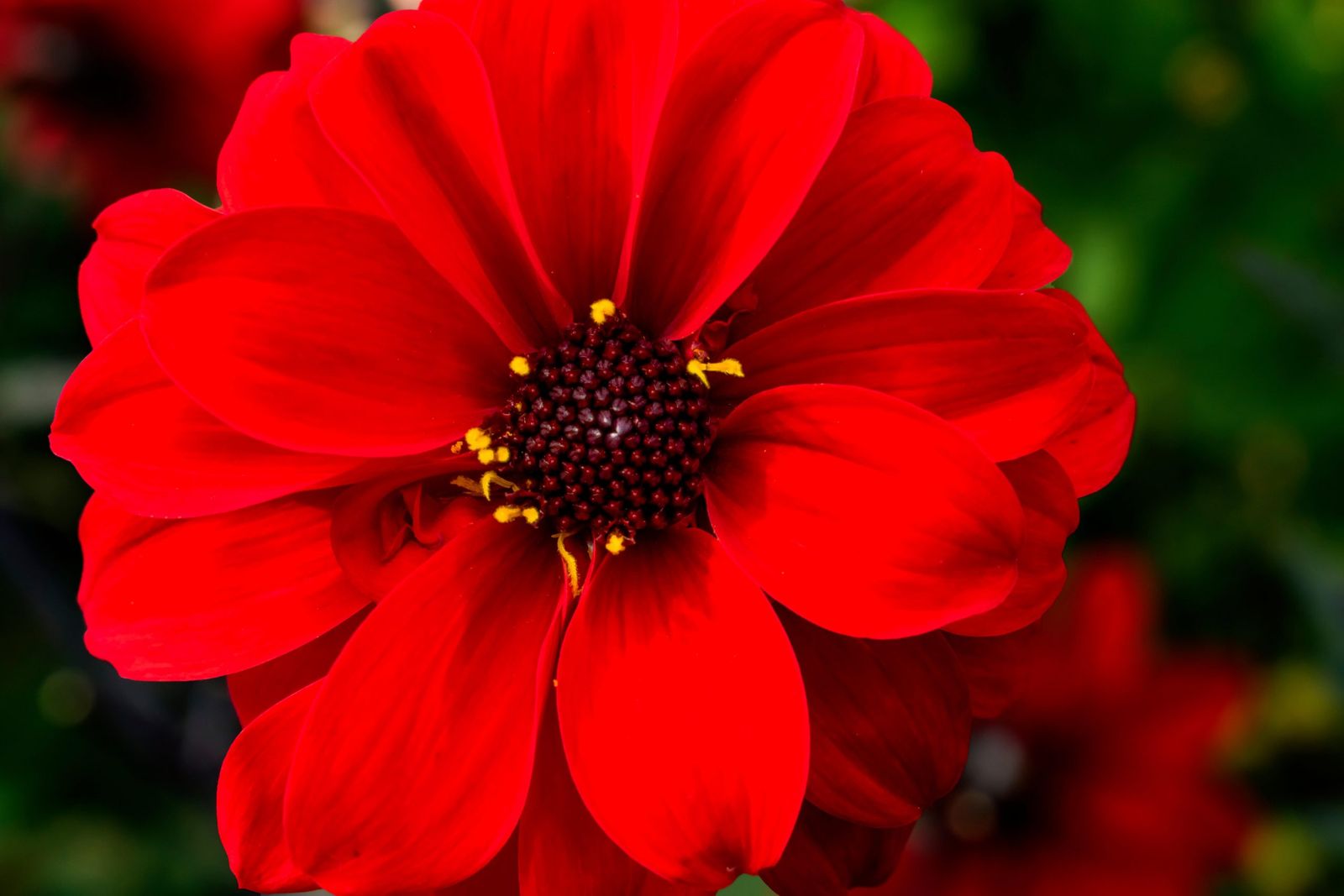 11 glorious dahlias to plant in your garden, as chosen by the experts ...