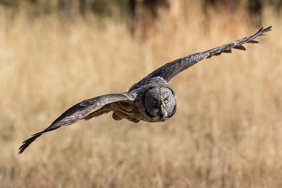 Whooo Knew? 10 Superb Facts About Owls | Live Science
