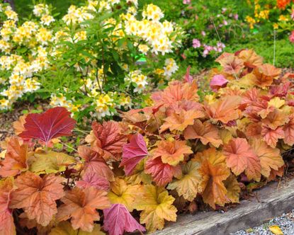 Heuchera care guide: how to grow coral bells in your garden | Gardeningetc