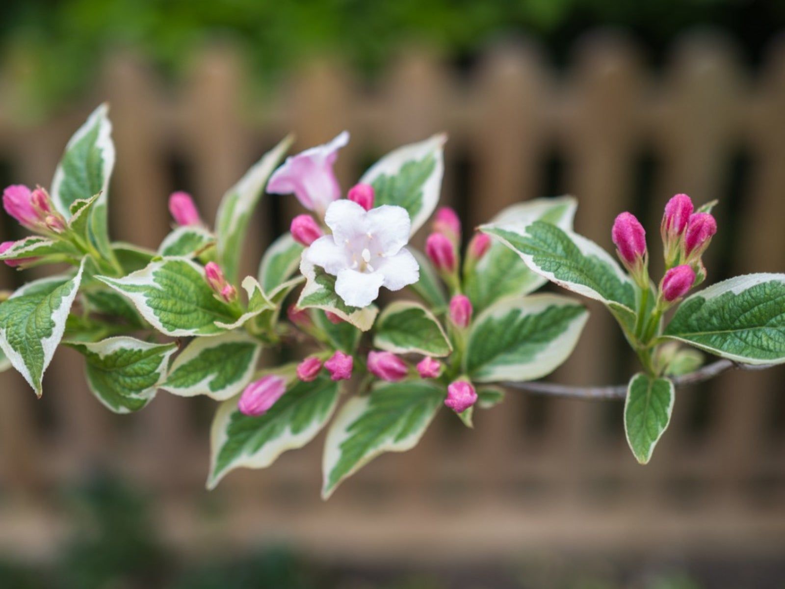 Discover Some Variegated Landscaping Shrubs | Gardening Know How