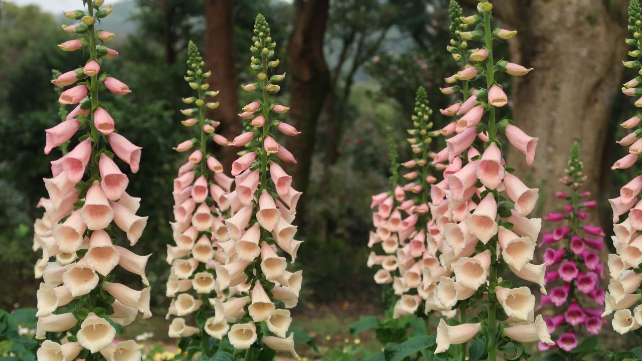 Alluring plants to liven up your garden: 32 of the best outdoor shrubs ...