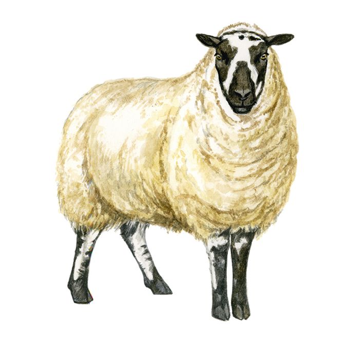 21 native British sheep breeds and how to recognise them | Country Life