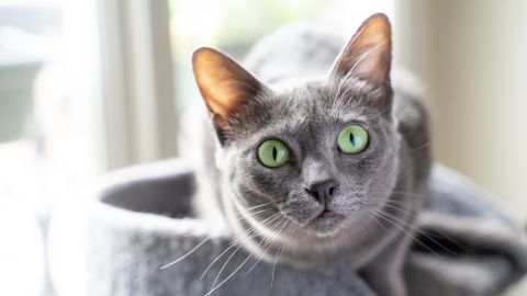 Seven gorgeous gray cat breeds that make wonderful companions | PetsRadar
