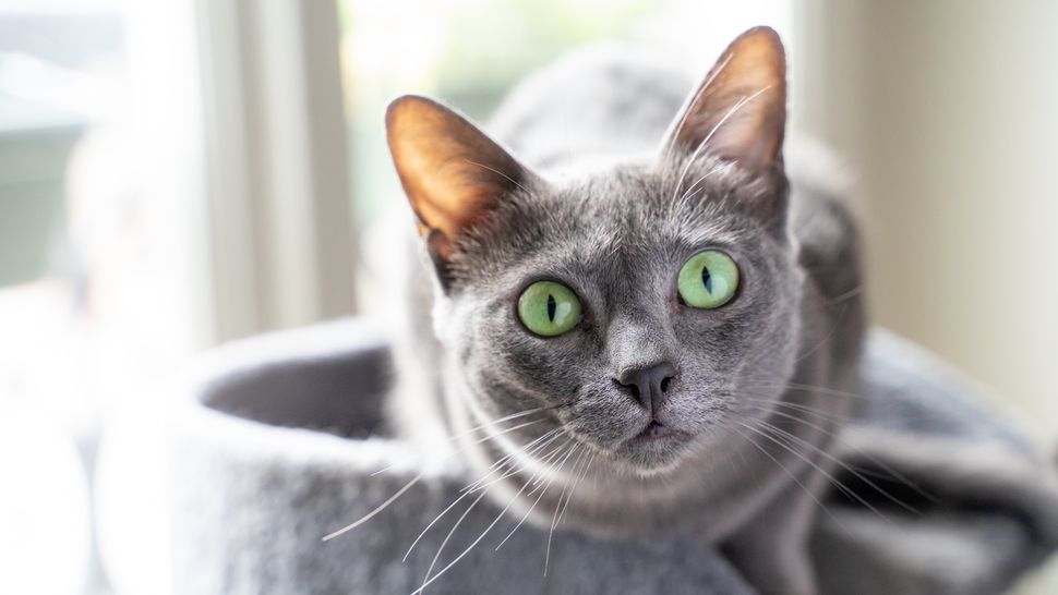Signs of a happy cat: How to know if your kitty is content | PetsRadar