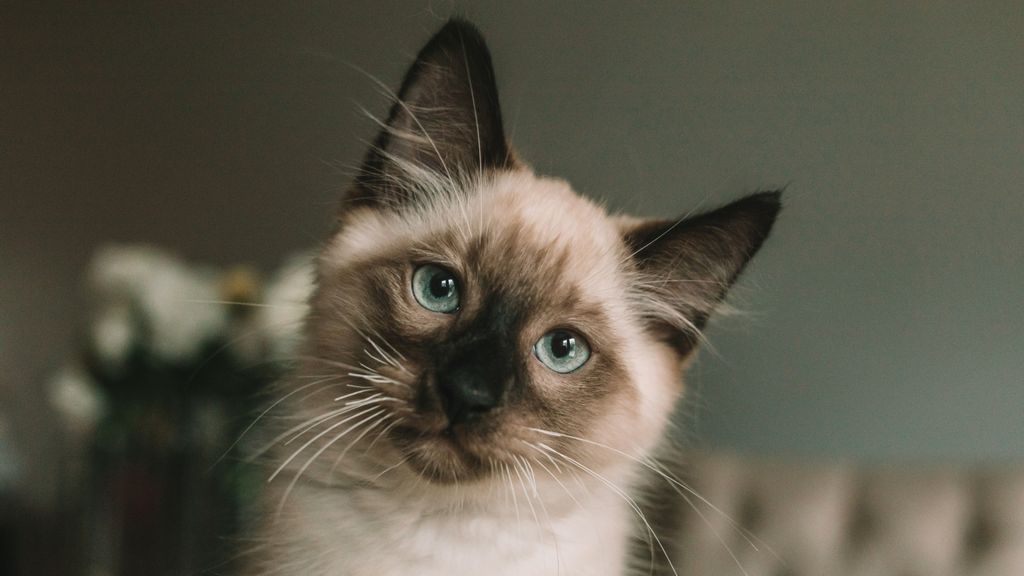 Hypoallergenic cat breeds: The 12 best options for allergy sufferers ...