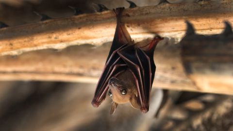 Why do bats hang upside down to sleep? | Live Science