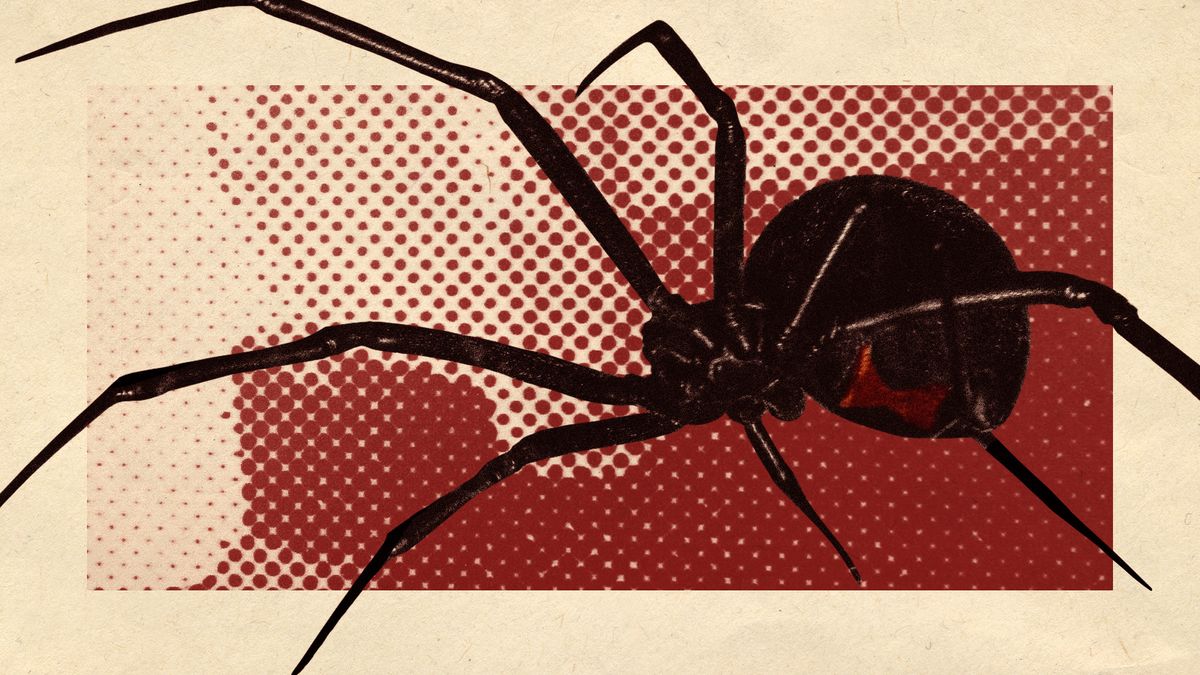 The scariest spiders in existence | The Week