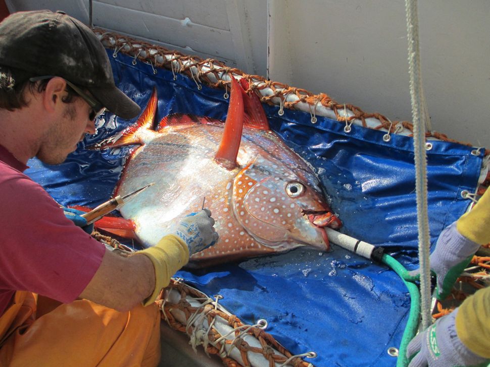 Moonfish: The first warm-blooded fish (photos) | Live Science