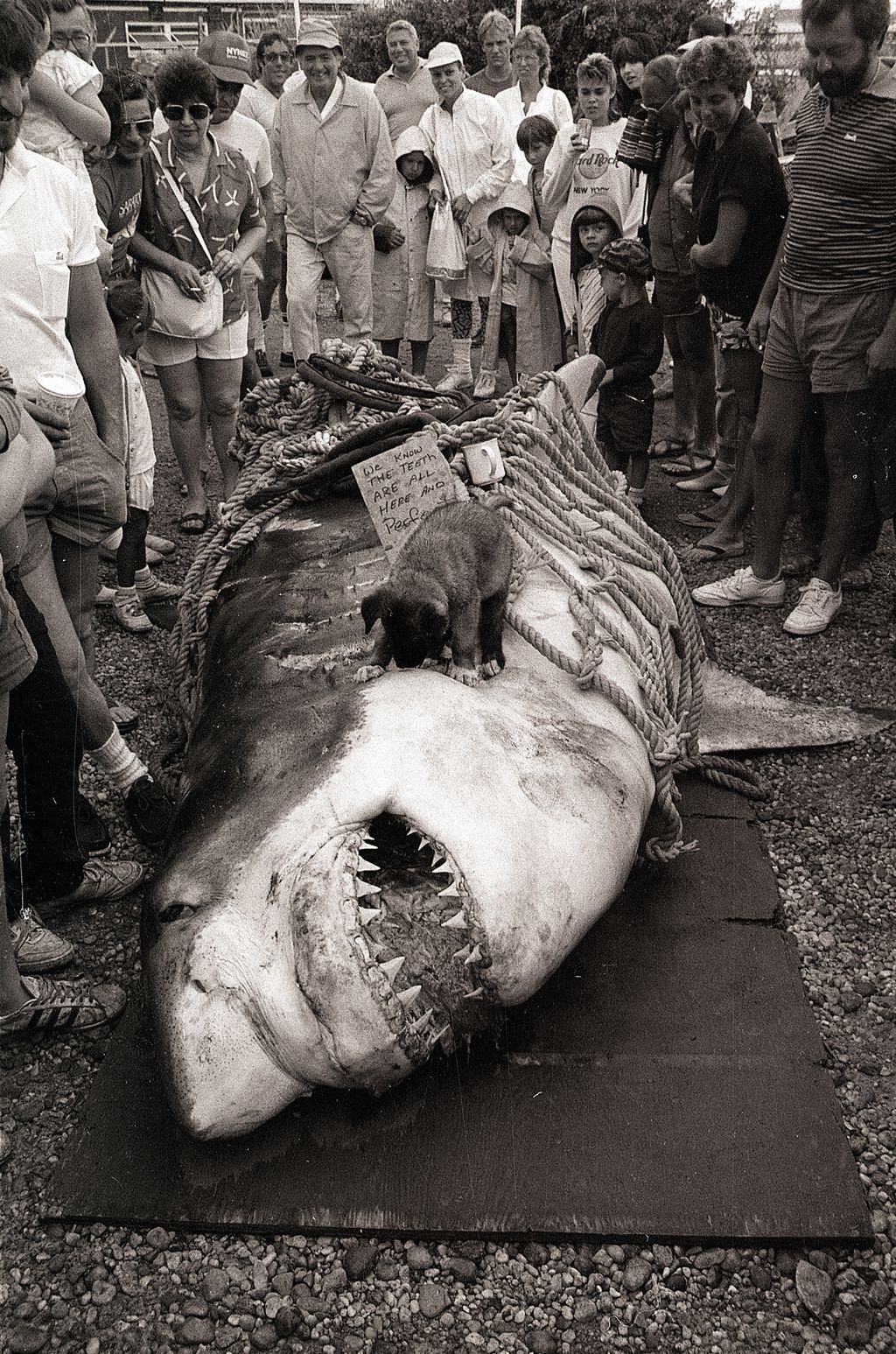 Great white sharks are moving north. New NatGeo SharkFest program ...