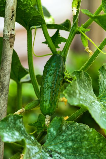 How to grow cucumbers vertically | Homes & Gardens