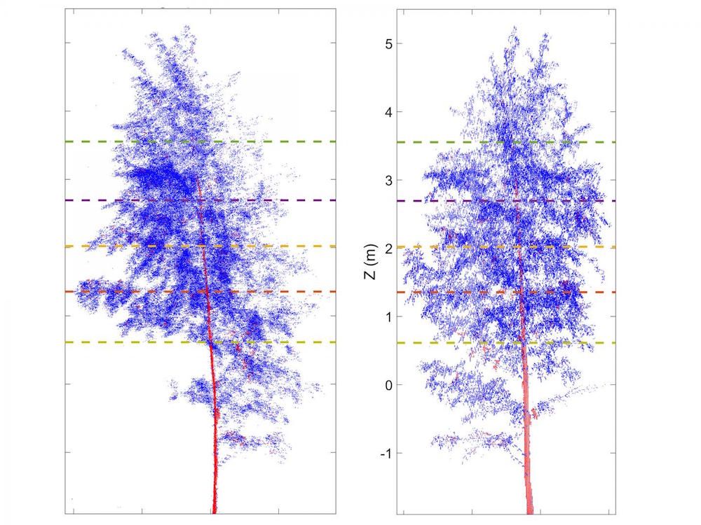 Do Trees Sleep at Night? | Live Science