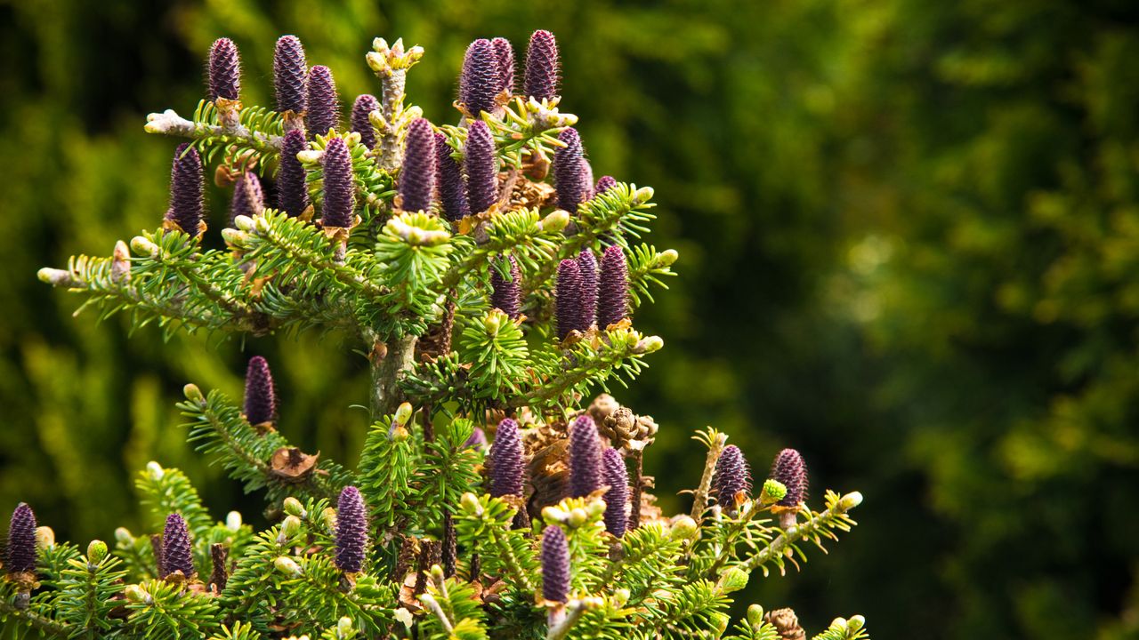 4 Best Types of Fir Trees for Four-Season Beauty | Gardening Know How