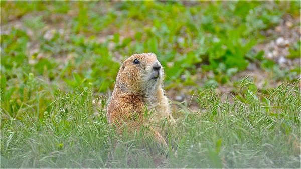 Photos: Prairie Dog Images | US Wildlife, American Prairies: Page 2 ...