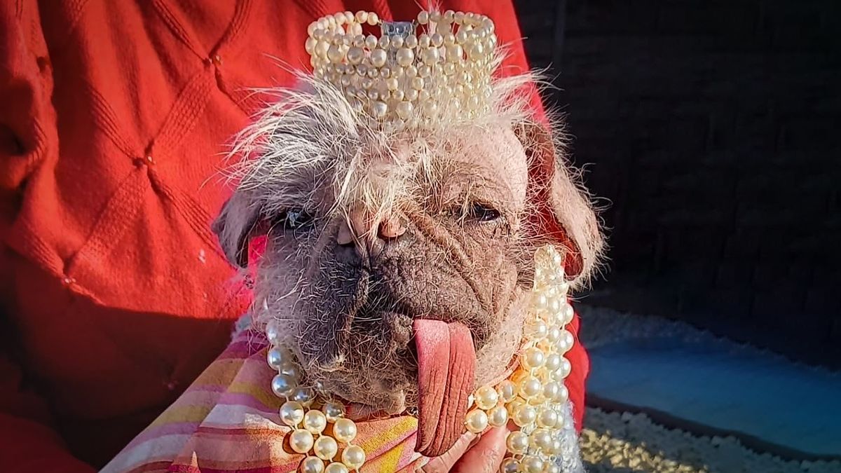 7 ugliest dogs in the UK "win" photo contest | Digital Camera World