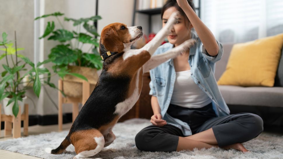 27 practical tips for training your dog on your own | PetsRadar