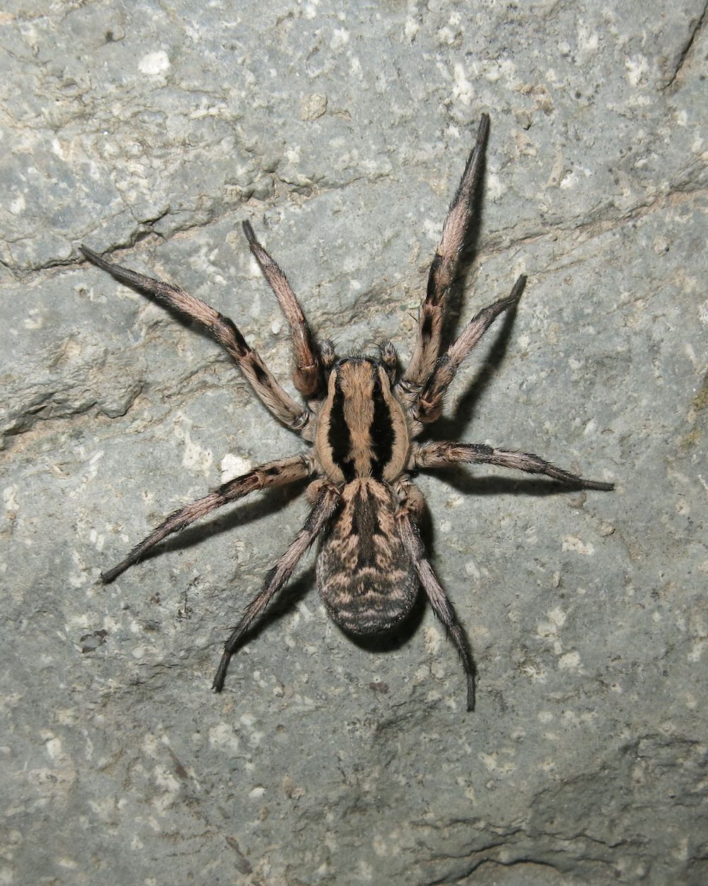 Furry 'Harry Potter' Spider Discovered in Mountain Burrow | Live Science