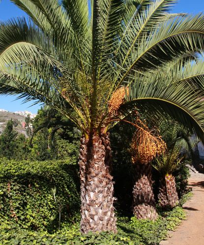 Best drought tolerant trees: 12 dry-weather options | Gardeningetc