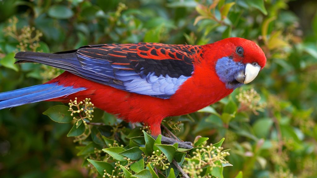 32 of the most colorful birds on Earth | Live Science