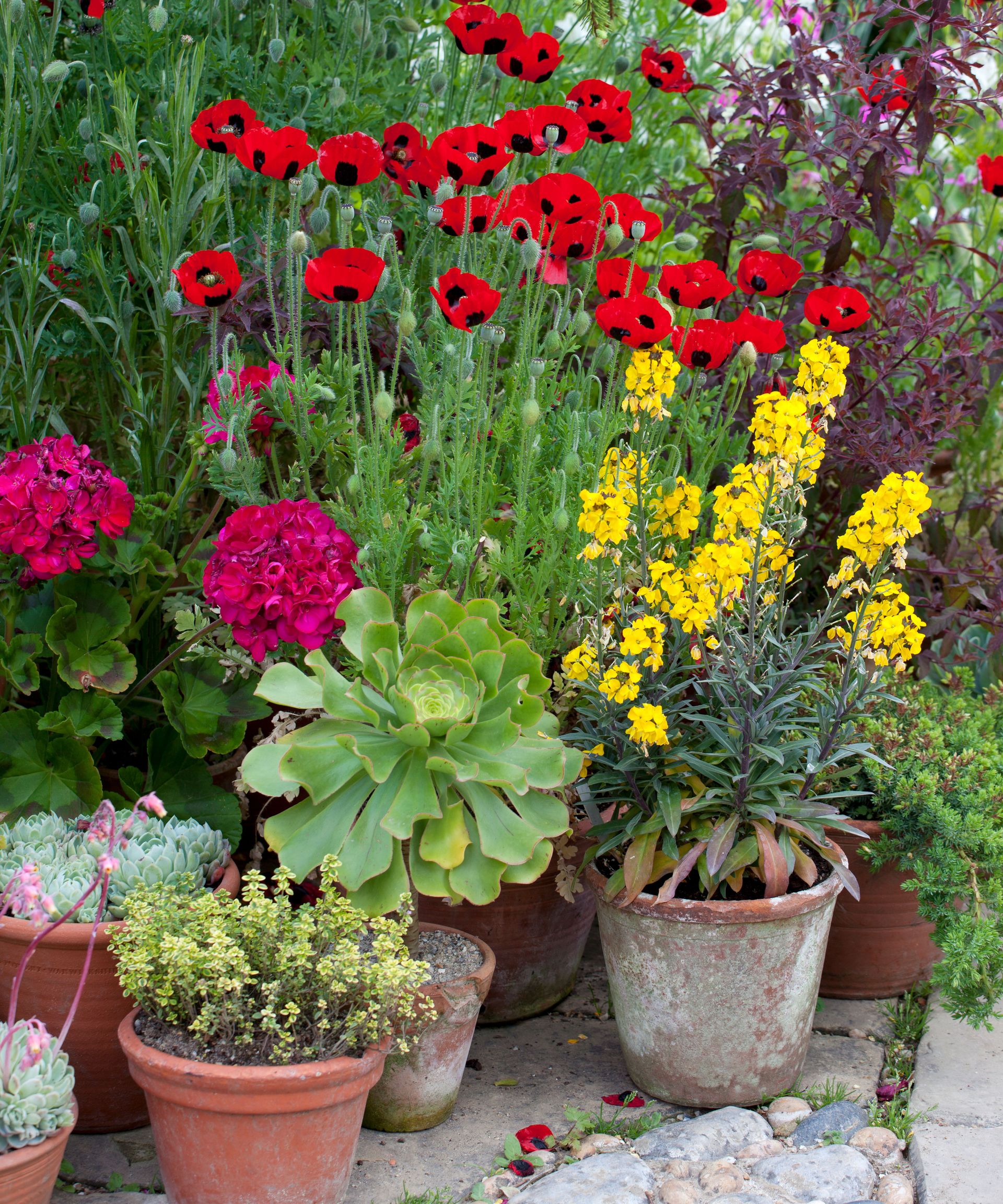 How to grow poppies | Homes and Gardens