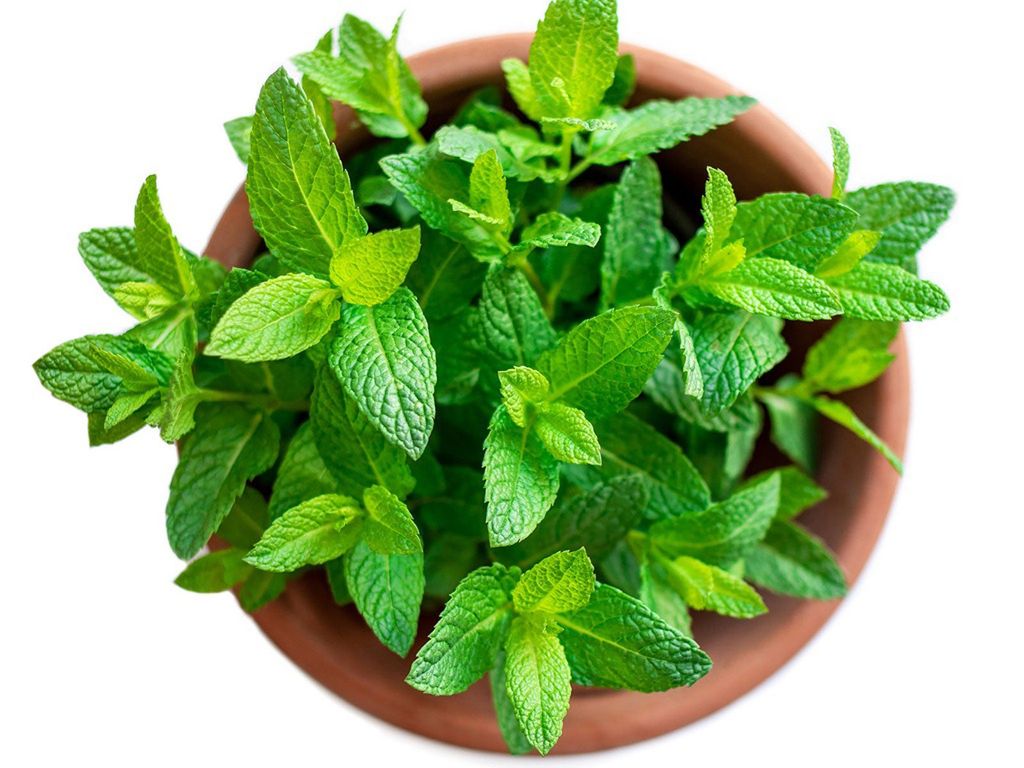 Mint Container Growing: Tips On Caring For Mint In Pots | Gardening ...