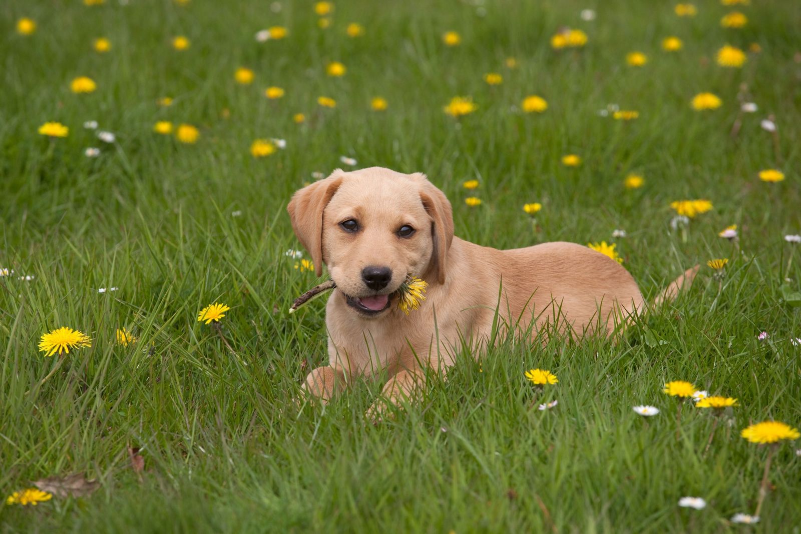 How to pick a Labrador puppy | Country Life