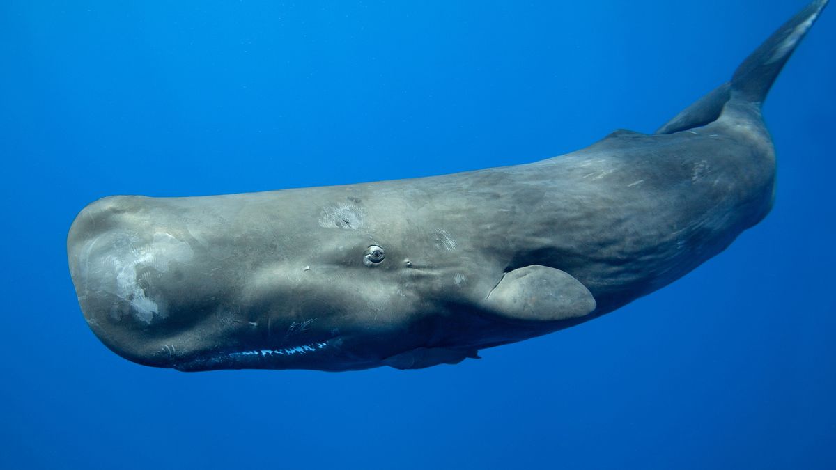 32 of the loudest animals on Earth | Live Science