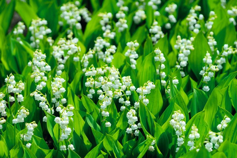 Gardens - Page 6 | Country Life