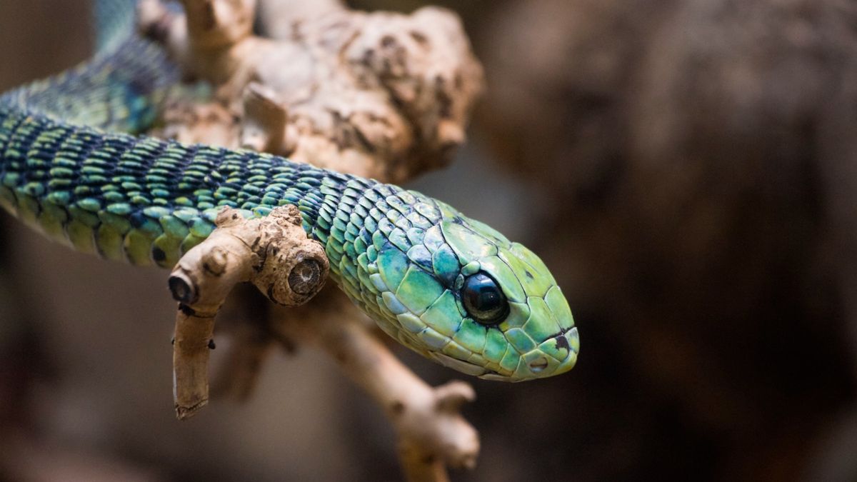 13 of the most venomous snakes on the planet | Live Science